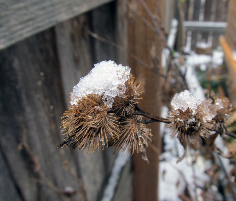 awkward botany – Page 4 – amateur botany for the phytocurious