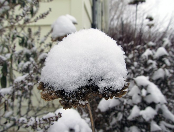 awkward botany – Page 4 – amateur botany for the phytocurious