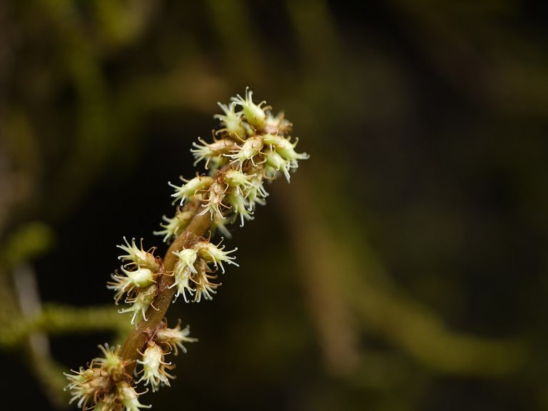 awkward botany – Page 4 – amateur botany for the phytocurious