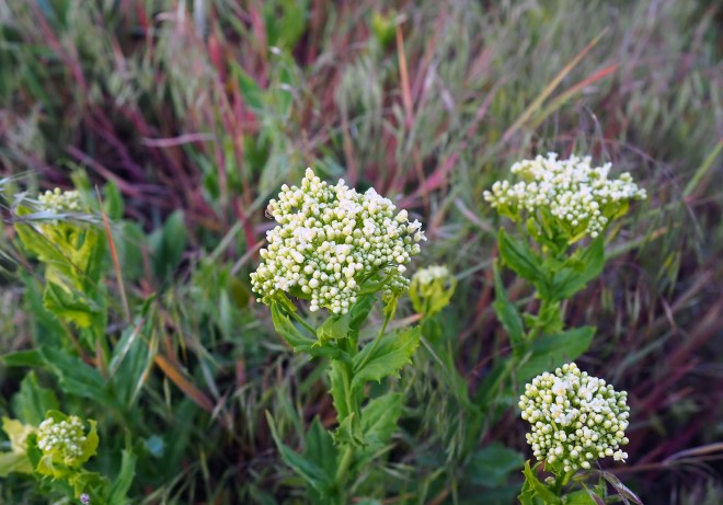 awkward botany – Page 4 – amateur botany for the phytocurious