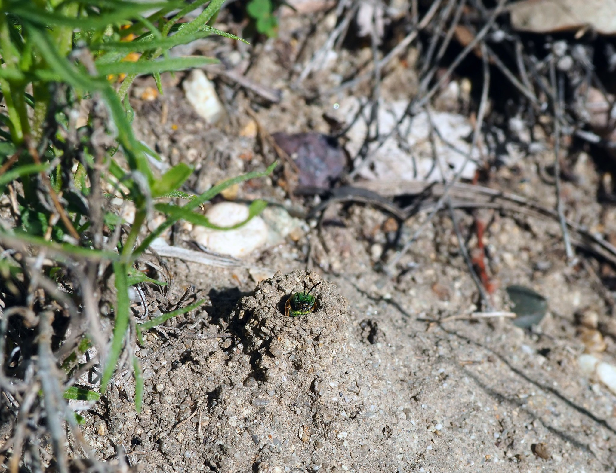 ground nesting bees – awkward botany