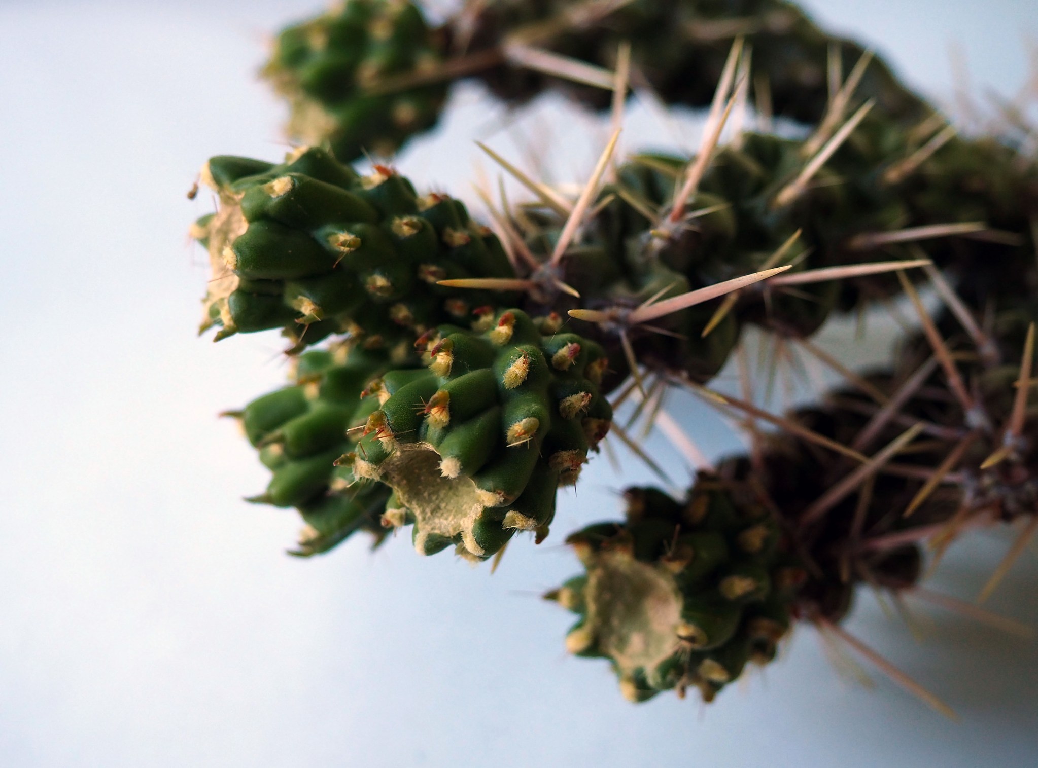 Randomly Selected Botanical Terms: Glochids – awkward botany