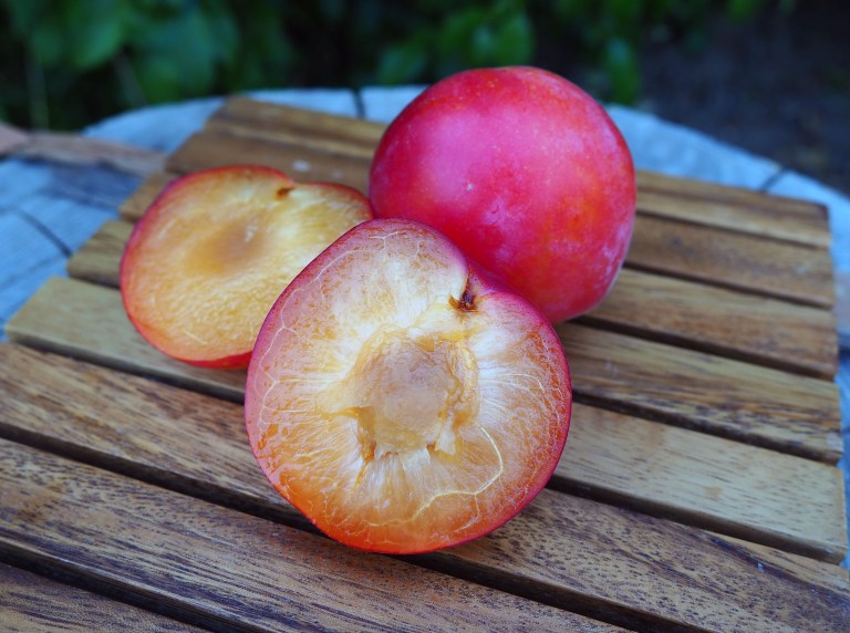 Apriums and Plumcots and Pluots, Oh My! – awkward botany