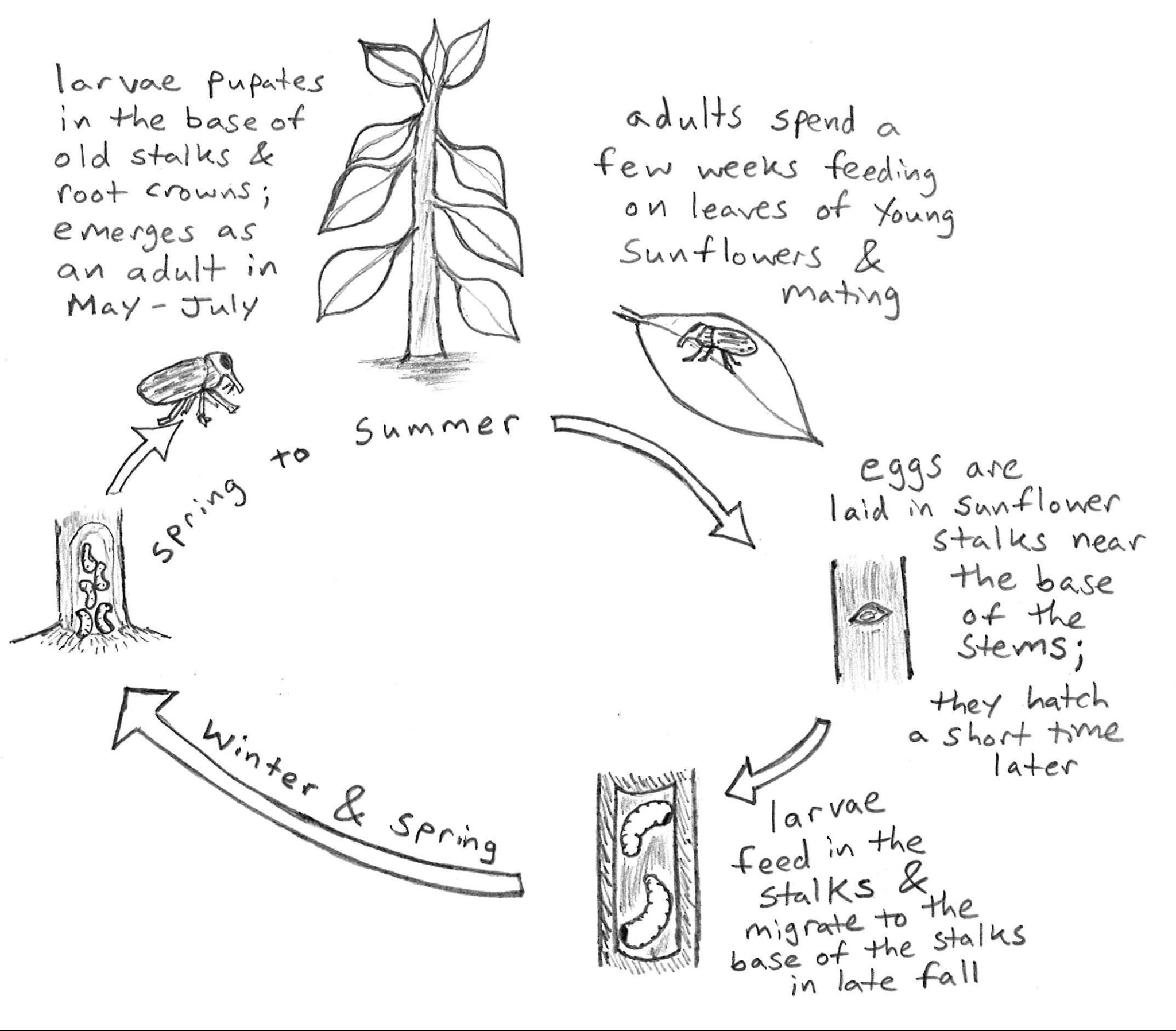 The Life Cycle of a Sunflower Stem Weevil – awkward botany