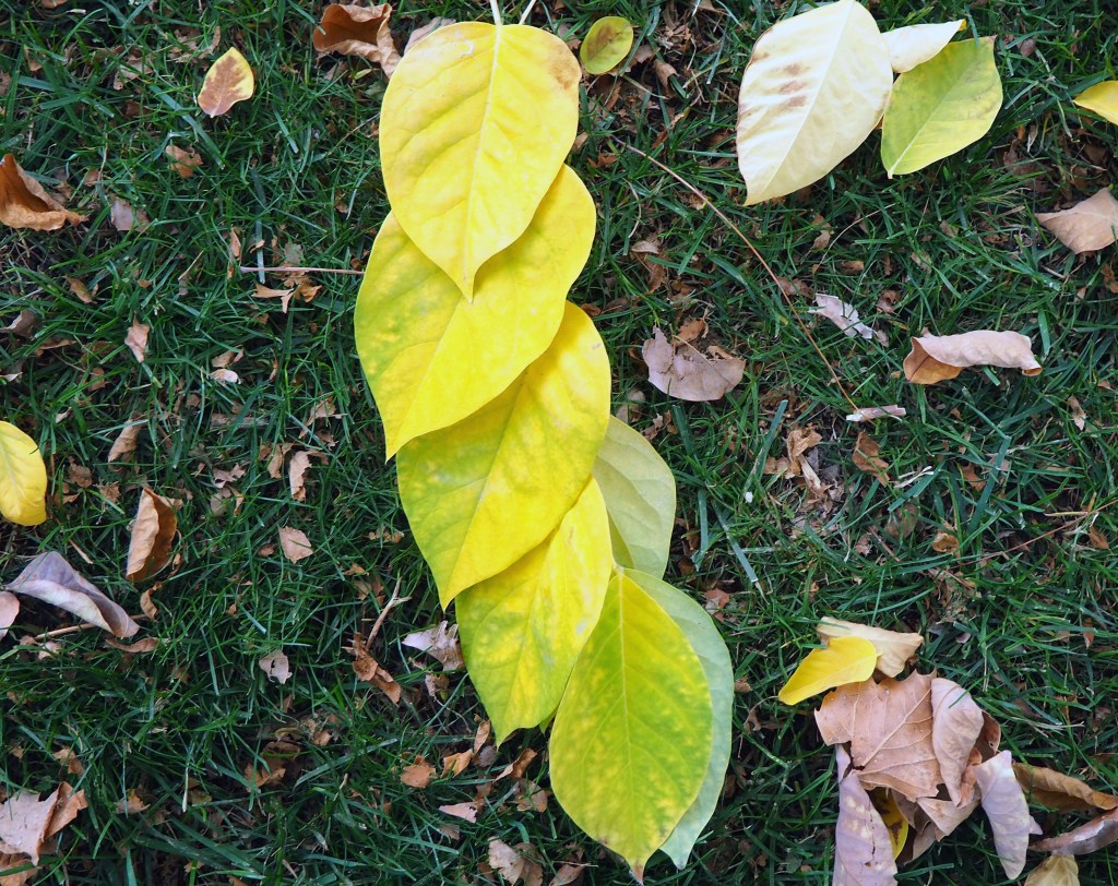 Winter Trees and Shrubs: Kentucky Coffeetree – awkward botany