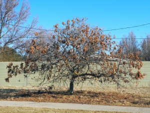 excurrent – awkward botany