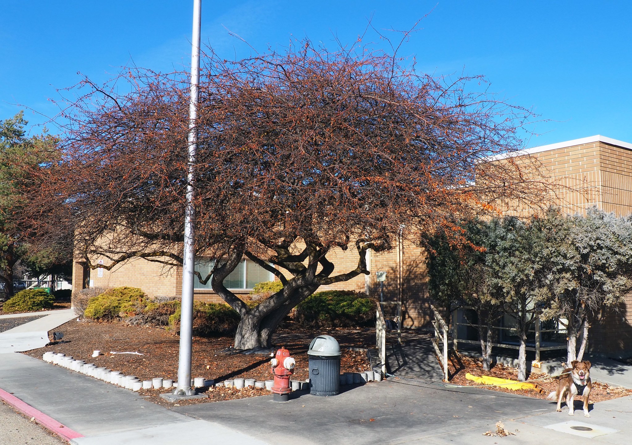 excurrent – awkward botany