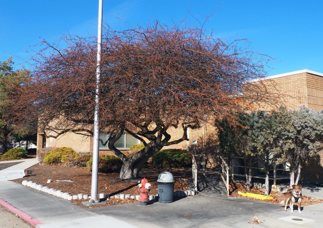 My Review of Decurrent Trees – awkward botany