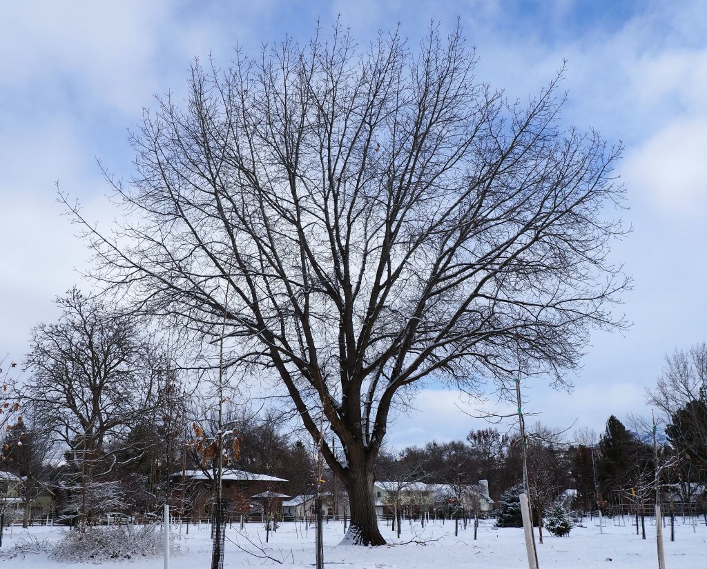 My Review of Decurrent Trees – awkward botany