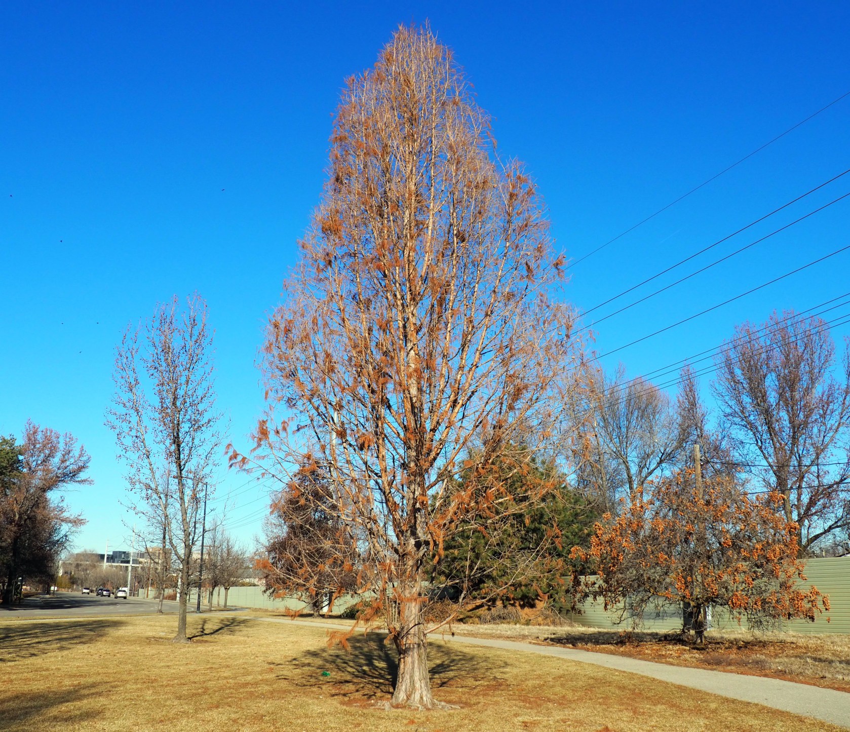 excurrent – awkward botany