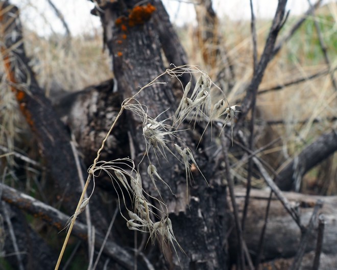 What Is Cheatgrass and Why Should I Care? – awkward botany