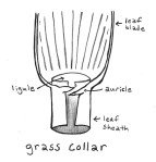 culms – awkward botany