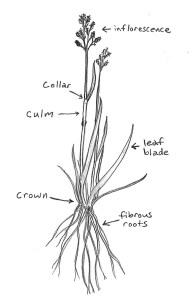 Getting to Know a Grass – Basic Anatomy and Identification – awkward botany