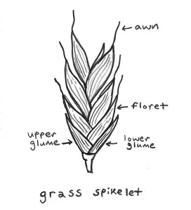 spikelets – awkward botany