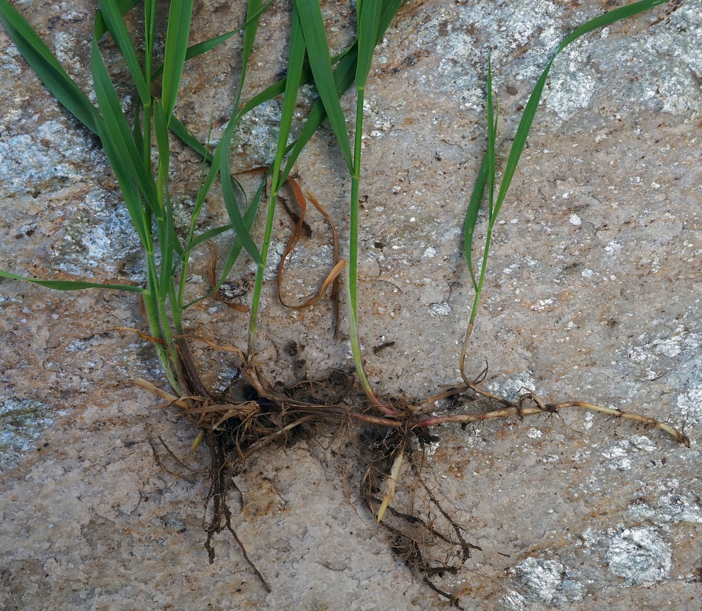 culms – awkward botany
