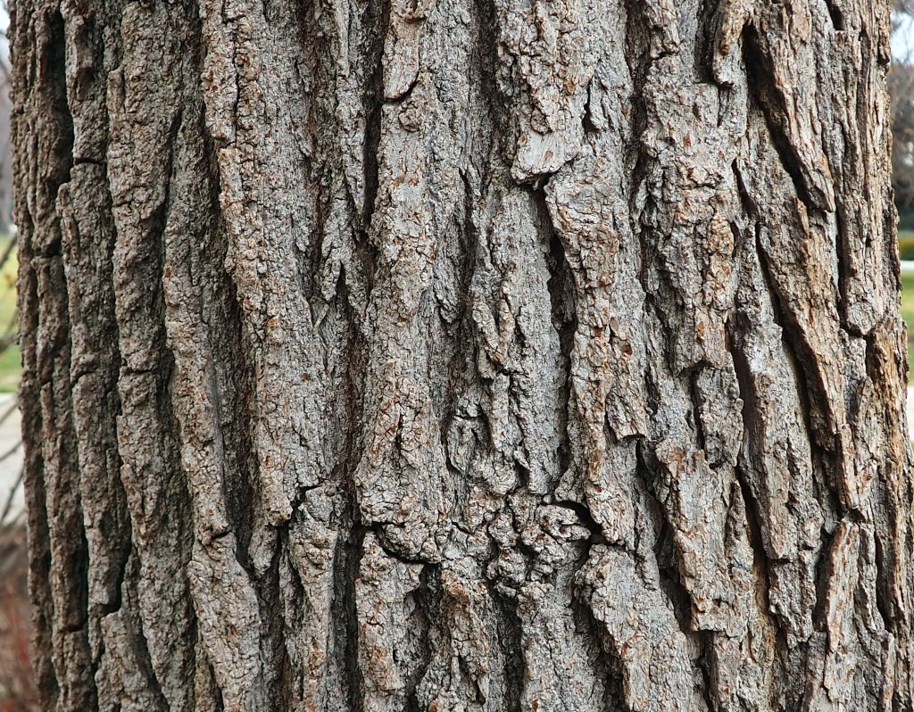 awkward botany – amateur botany for the phytocurious