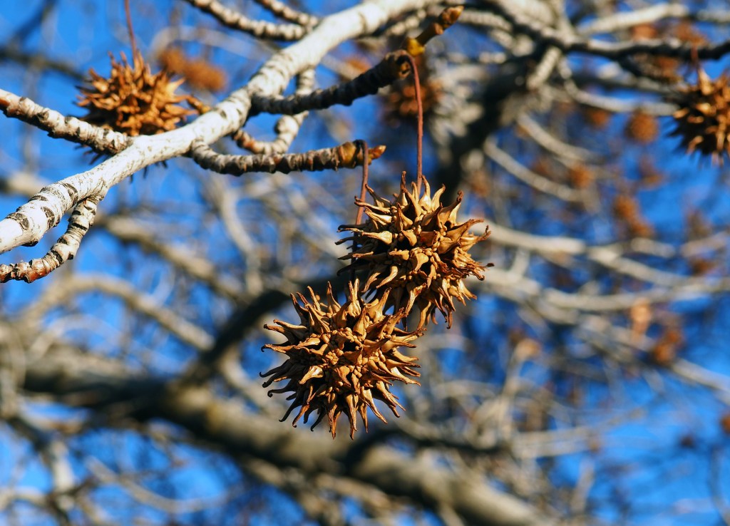 awkward botany – amateur botany for the phytocurious