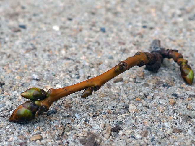 awkward botany – amateur botany for the phytocurious