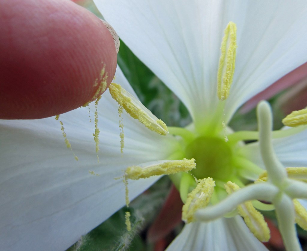 awkward botany – amateur botany for the phytocurious