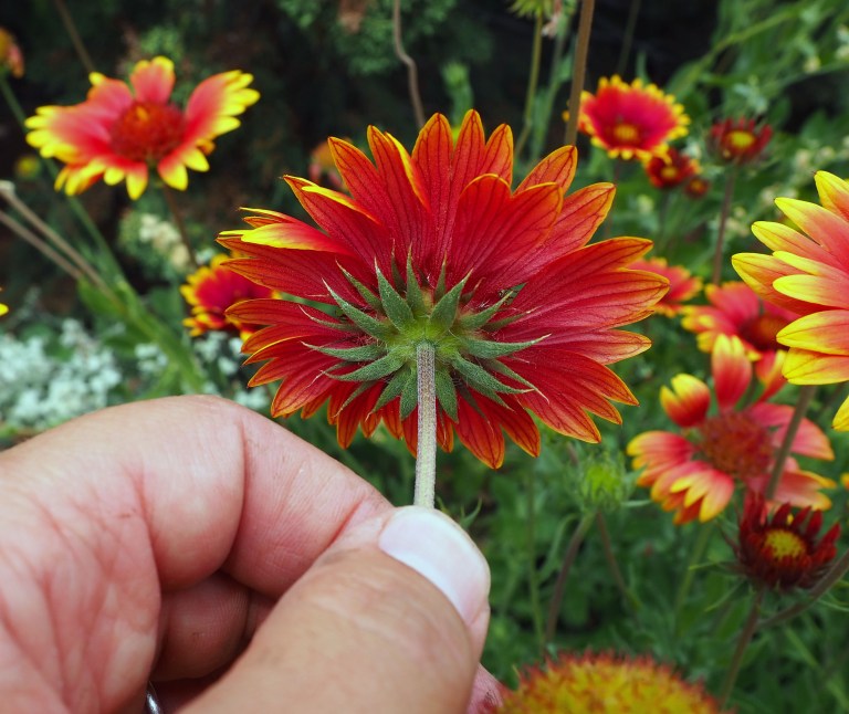 awkward botany – amateur botany for the phytocurious