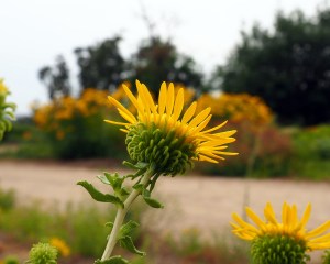 Randomly Selected Botanical Terms: Phyllaries – awkward botany