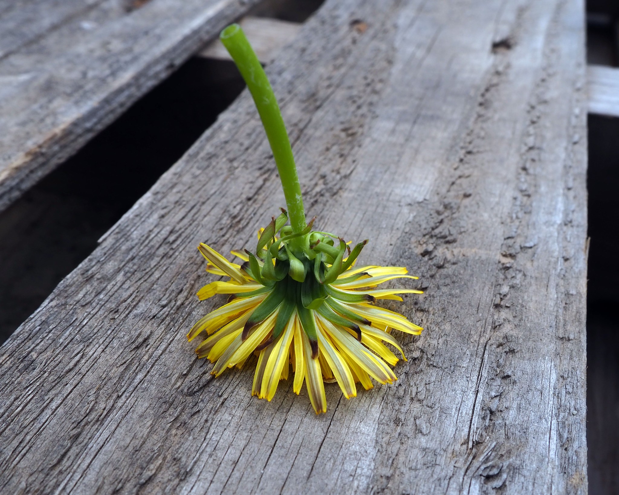 Randomly Selected Botanical Terms: Phyllaries – awkward botany