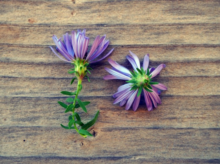 Randomly Selected Botanical Terms: Phyllaries – awkward botany