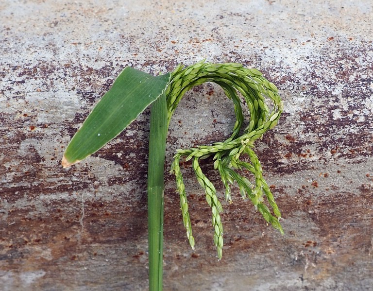 awkward botany – amateur botany for the phytocurious