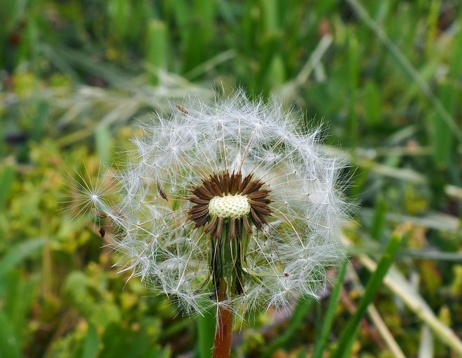 awkward botany – amateur botany for the phytocurious