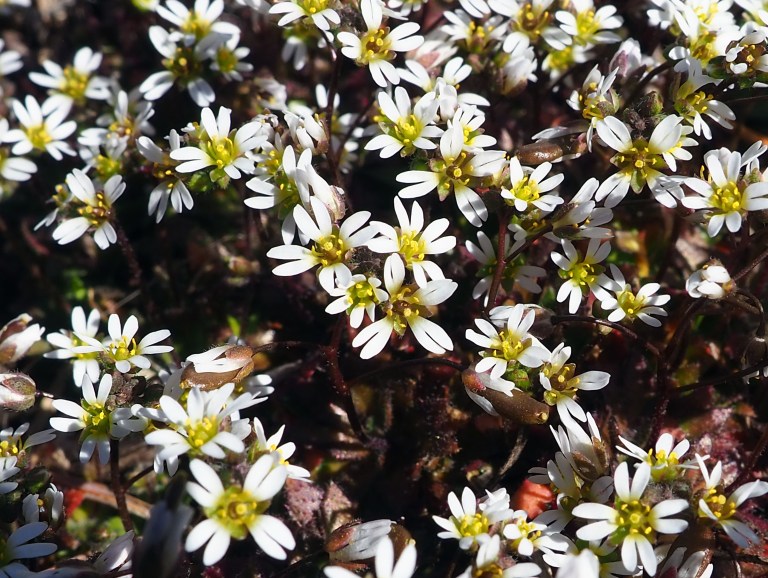 awkward botany – amateur botany for the phytocurious