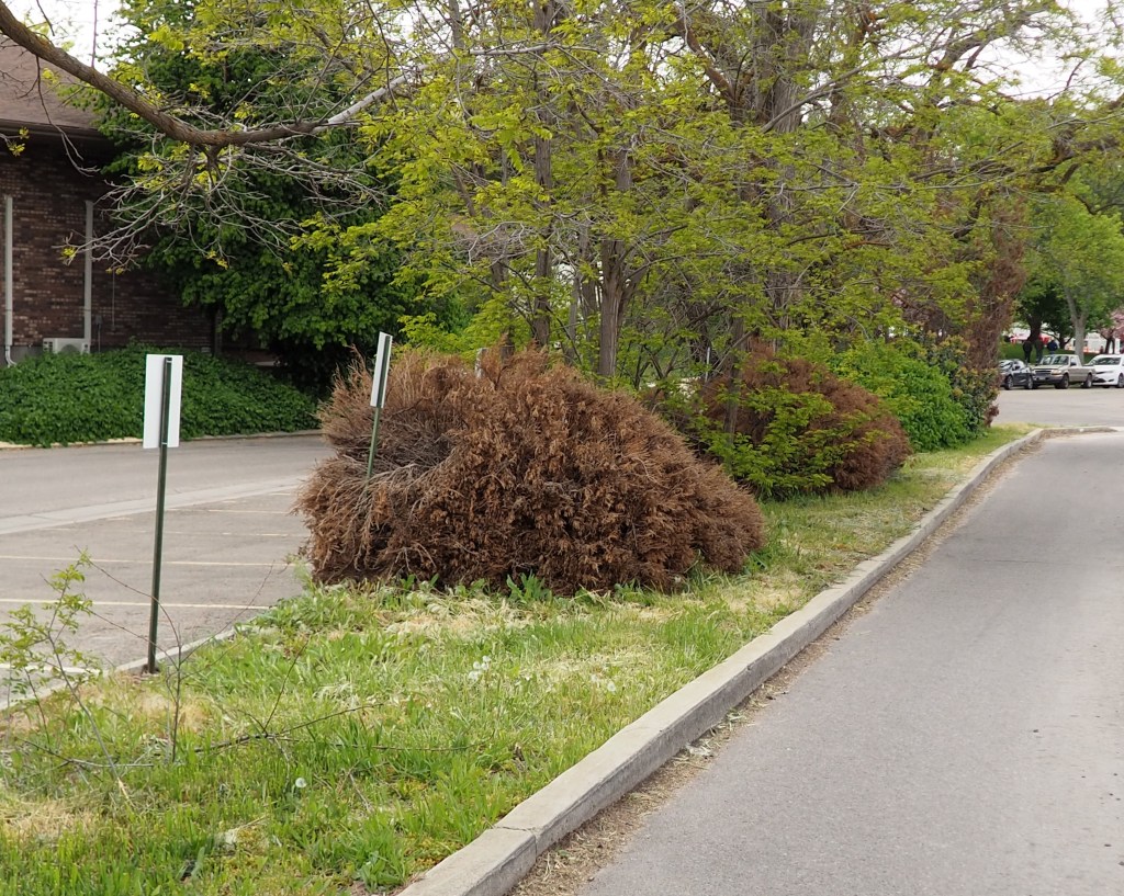 awkward botany – amateur botany for the phytocurious