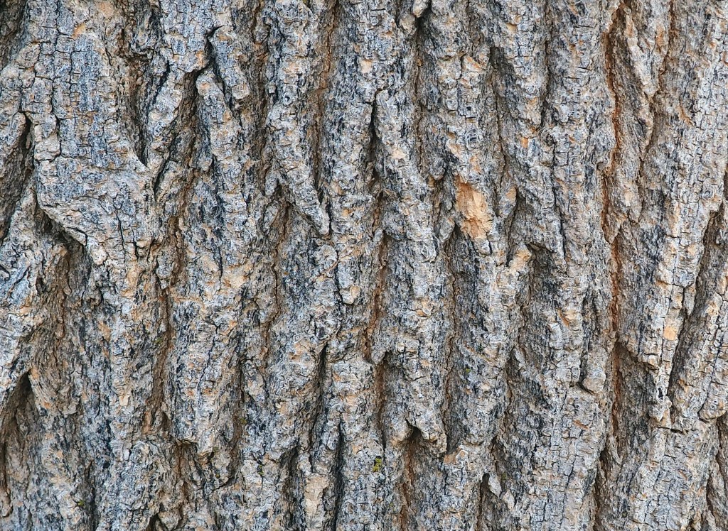 Winter Trees and Shrubs: Box Elder – awkward botany