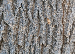 awkward botany – amateur botany for the phytocurious