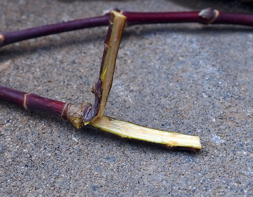 awkward botany – amateur botany for the phytocurious