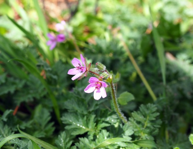 awkward botany – amateur botany for the phytocurious