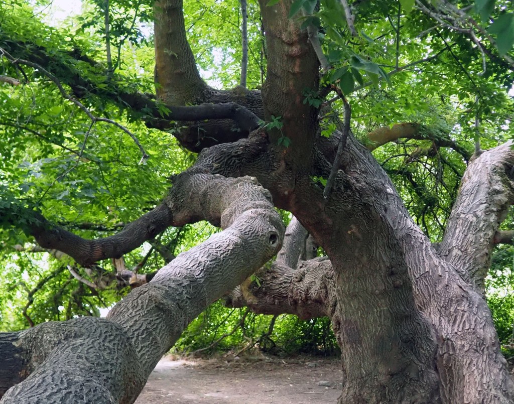 awkward botany – amateur botany for the phytocurious