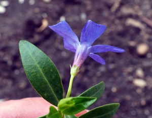 awkward botany – amateur botany for the phytocurious