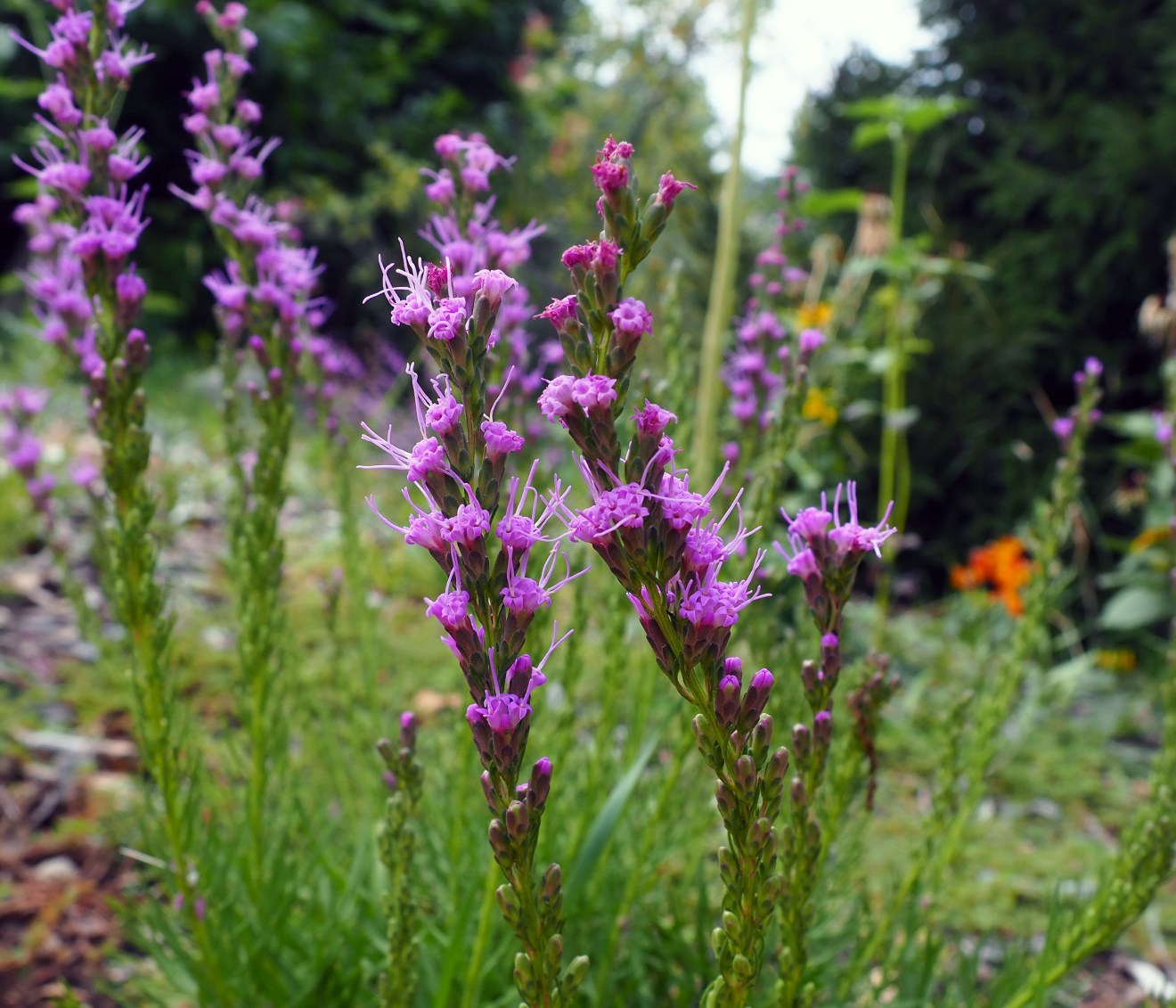 awkward botany – amateur botany for the phytocurious