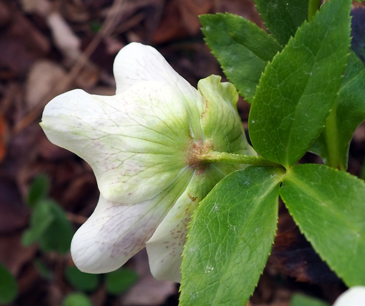 Randomly Selected Botanical Terms: Tepals – awkward botany