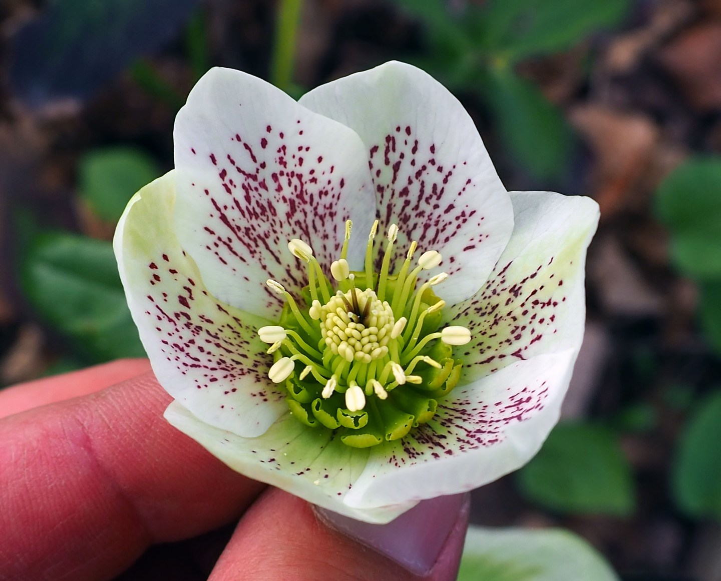 Randomly Selected Botanical Terms: Tepals – awkward botany